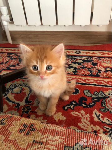 Забавные котята