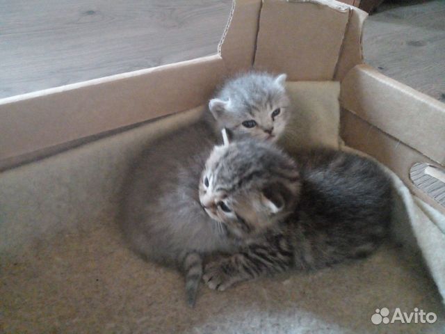 Шотландская