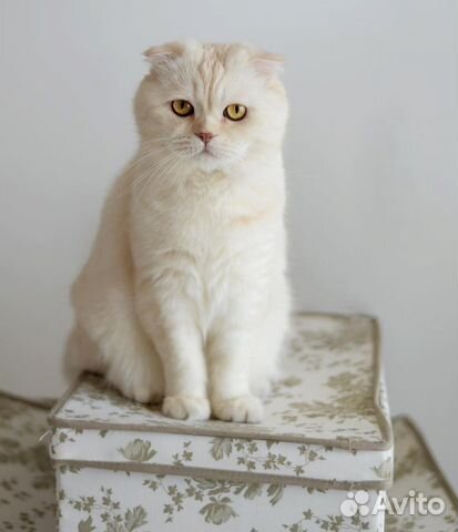 Шотландский вислоухий кот