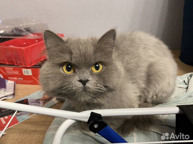 Кошка британка в дар