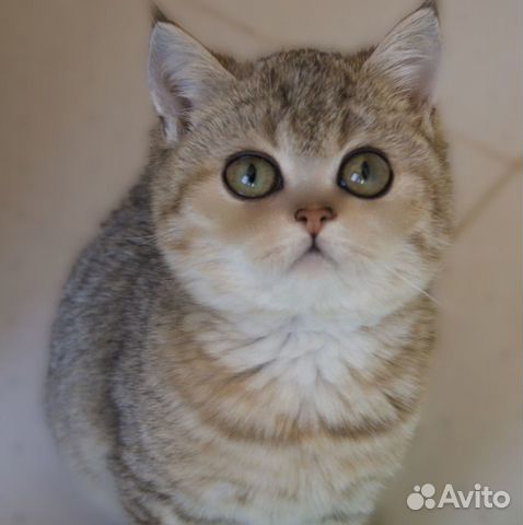 Золотые лапочки