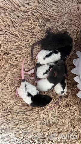 Крысята Дамбо