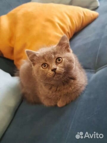 Британские котята