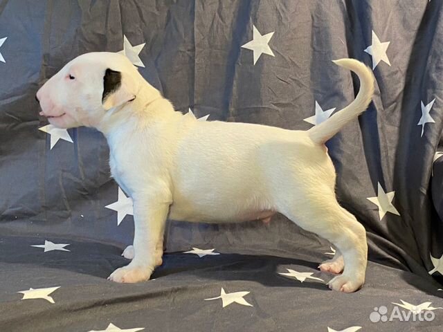 Щенок бультерьера