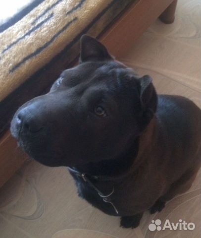 Собака Шарпей Английский