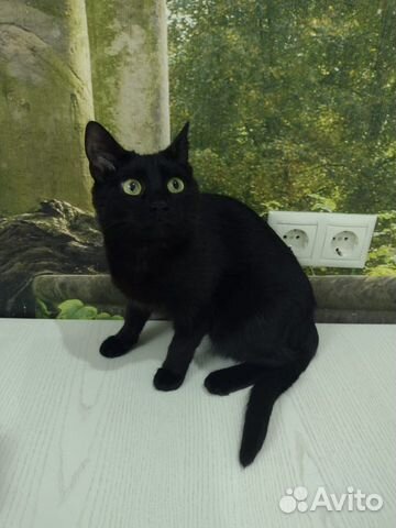 Стерилизованная Элис ищет дом