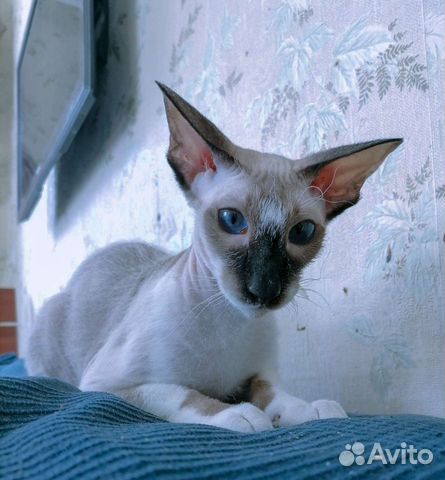 Петерболд котята