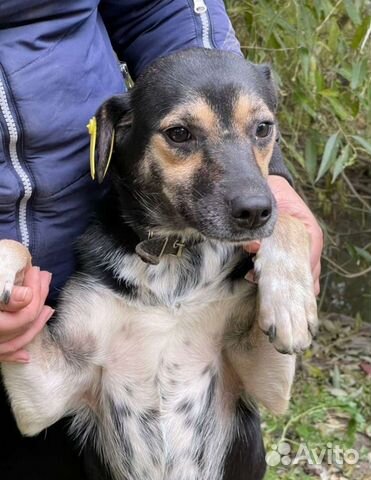 Тинка ищет дом