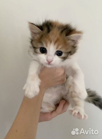 Котята разноцветные и рыжий