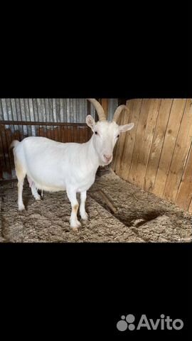 Продам козу в связи с переезом