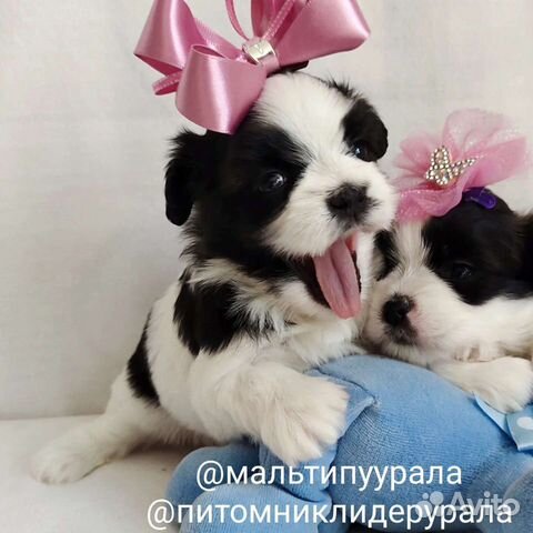 Малыши Микки F1