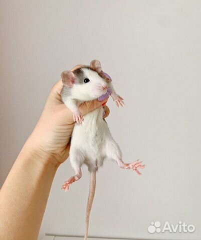 Крысята дамбо