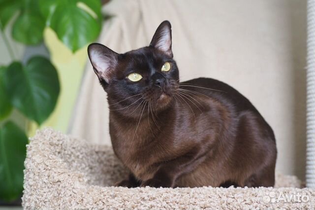 Красавица бурма