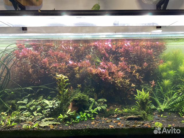 Ротала макрандра (Rotala macrandra)