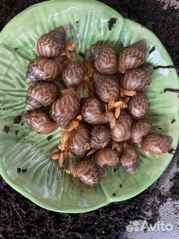 Улитки ахатины