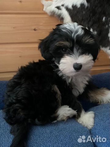 Щеночки пуховой собаки