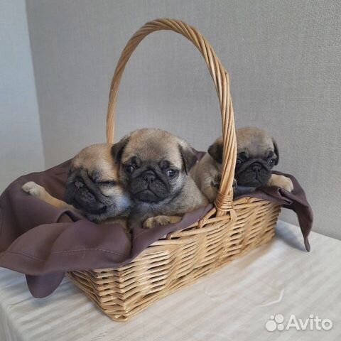 Щенки мопса
