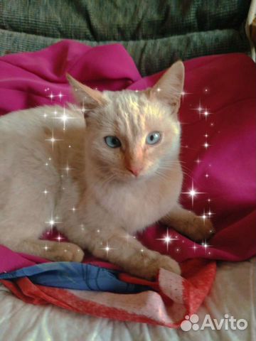 Отдам в добрые руки