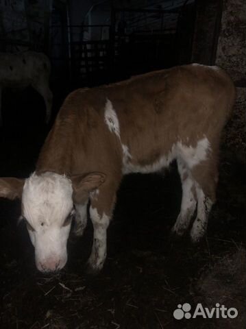 Бычек казахская белоголовая