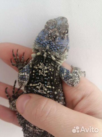 Самка стелагама гардун