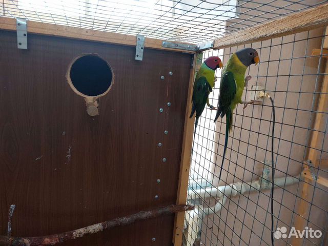 Сливоголовый попугай