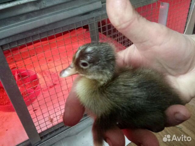 Утята индийский бегунок