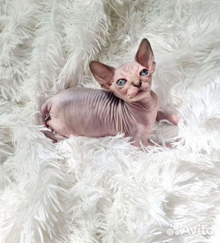 Канадский сфинкс шикарный мальчик