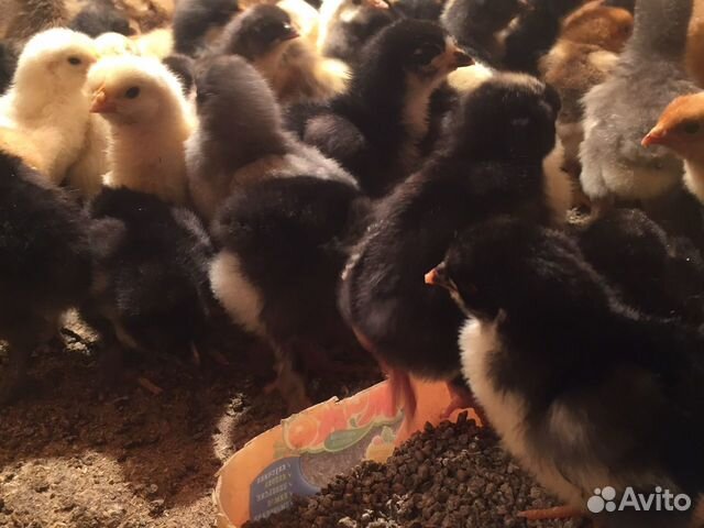 Цыплята 8 дневные несушки