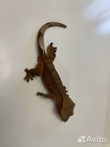 Реснитчаты Бананоед