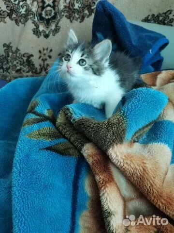 Милейший котенок