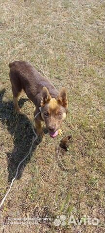 Маленькая собака