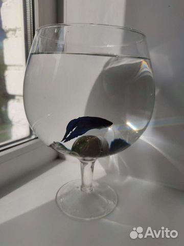 Рыбка петушок в фужере