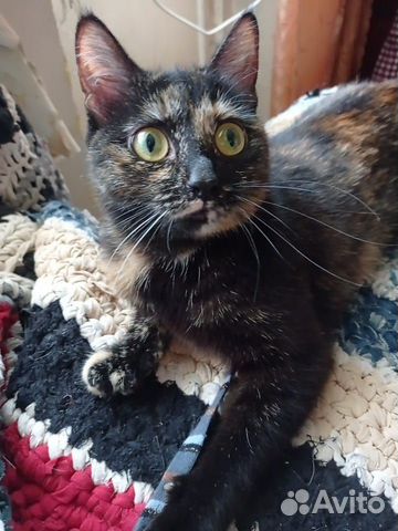 Потрясающего окраса кошечка