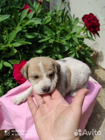 Папина дочка