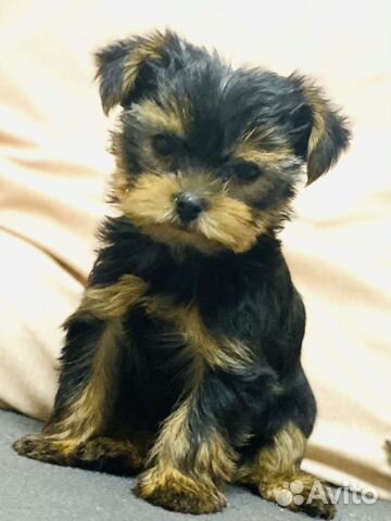 Йоркширский терьер