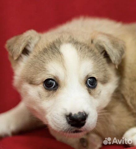 Эльза щенок светлая в дар