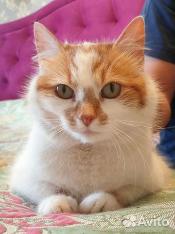 Принесу вам счастье