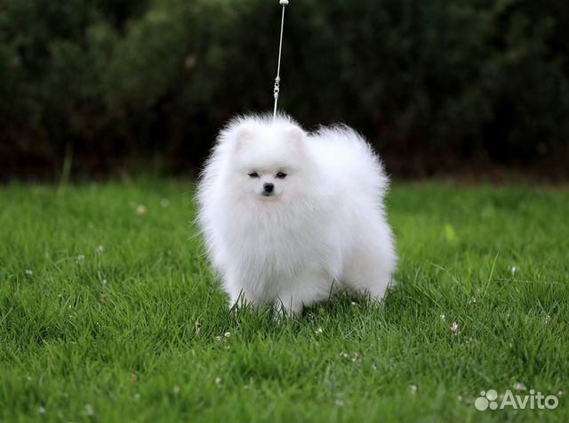 Померанский шпиц, мальчик, РКФ, 9 мес