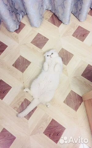 Вязка кошка ищем кота