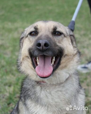 Прости, что я без породы