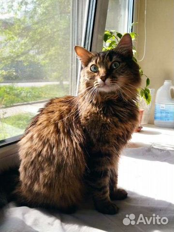 Сибирская кошка домашняя