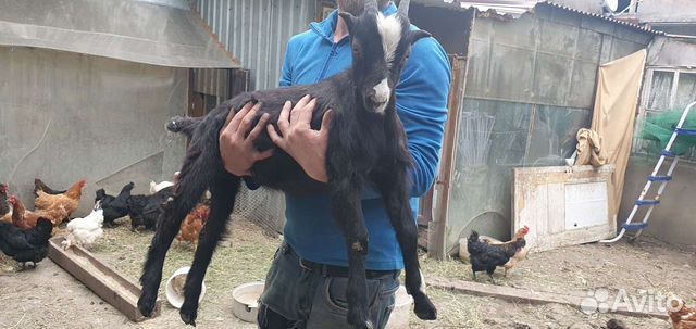 Колики 13.03.22