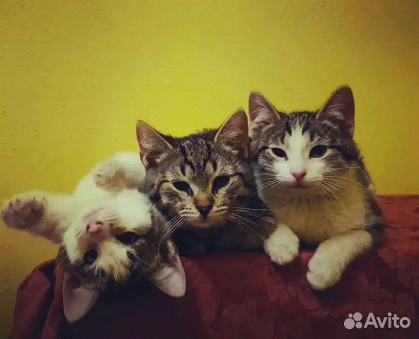 Котята в добрые руки