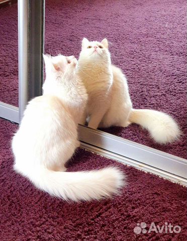 Случка Турецкая Ангора Кошка