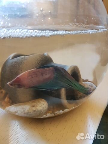 Рыбка петушок с аквариумом