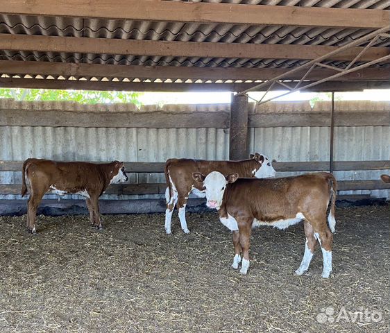 Продаются телочки