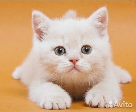 Шотландский персиковый котенок