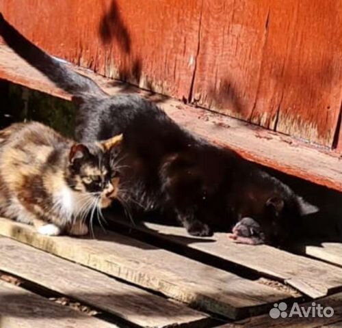 Их утопят, нужна передержка