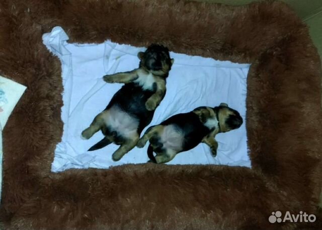 Щенки йорка