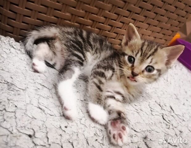 Кошка